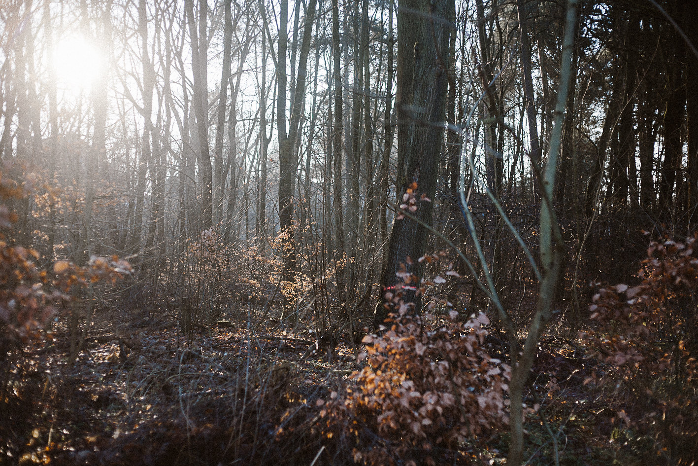 Durch den lichtdurchfluteten Bucher Forst spazieren | Mit Vergnügen Berlin